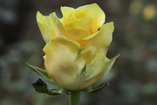 Rose Butterscotch - Standard Rose - Roses - Flowers by category ...